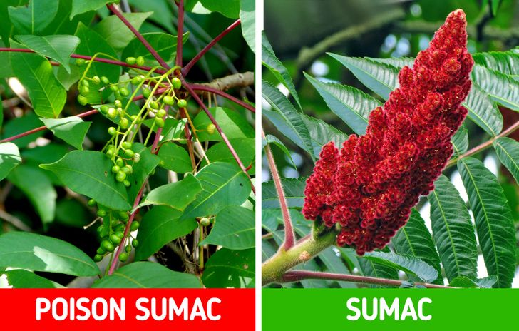 8 Poisonous Plants That You Should Never Touch - Habits & Routines