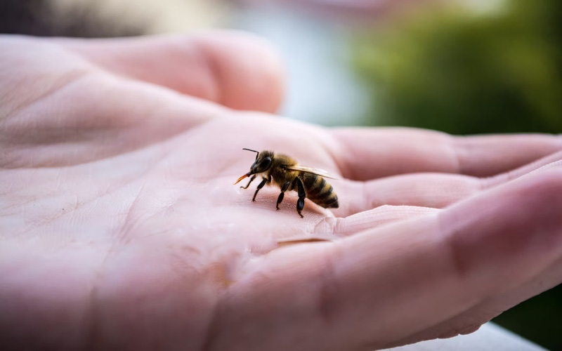 Bee Stings Are Painful, Here’s How to Avoid Them! – Habits & Routines