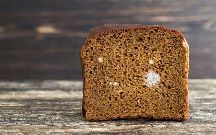 How to Keep Your Bread from Getting Moldy – Habits & Routines