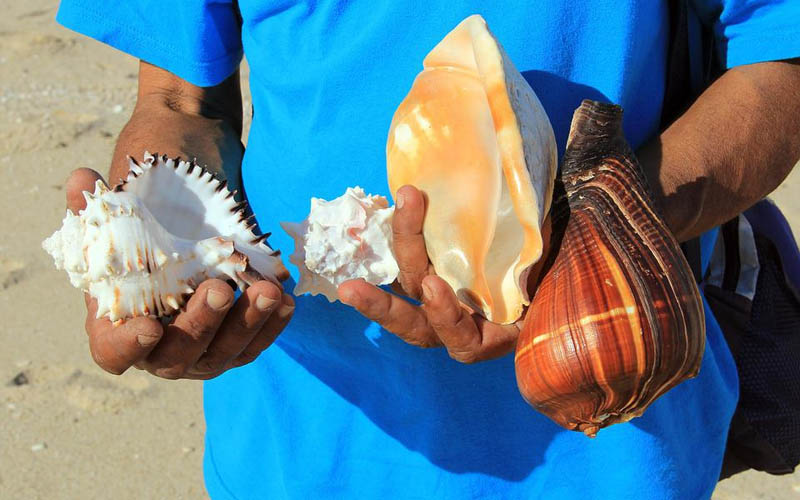Why You Should Never Collect or Buy Seashells – Habits & Routines