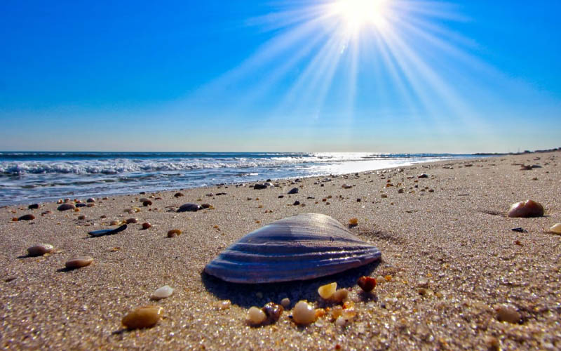 Why You Should Never Collect or Buy Seashells – Habits & Routines